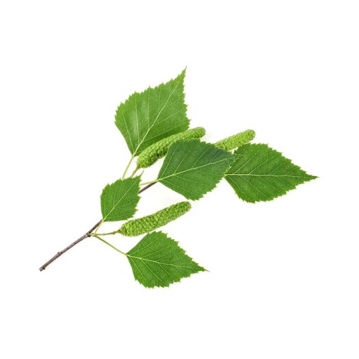 Betulla: caratteristiche della pianta | Olympia creme