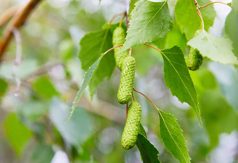 Betulla: caratteristiche della pianta | Olympia creme